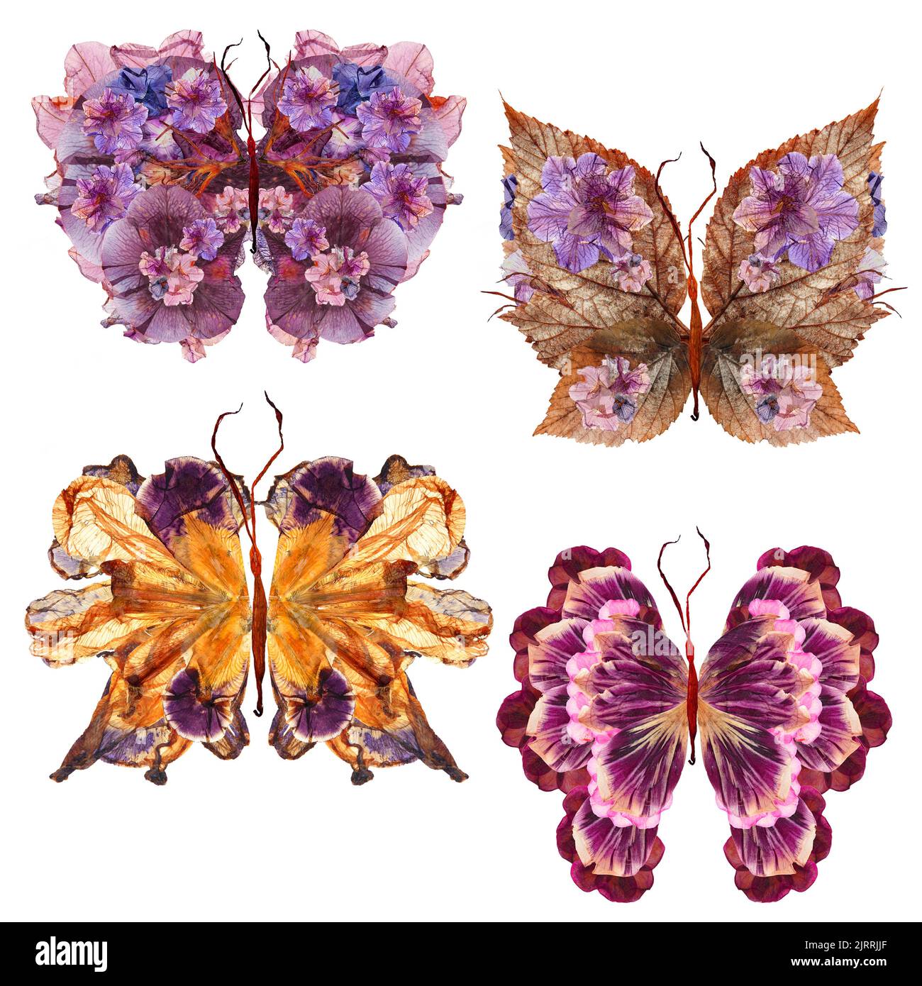 floral butterfly made bizarre curved extruded dried lily petals pressed ...