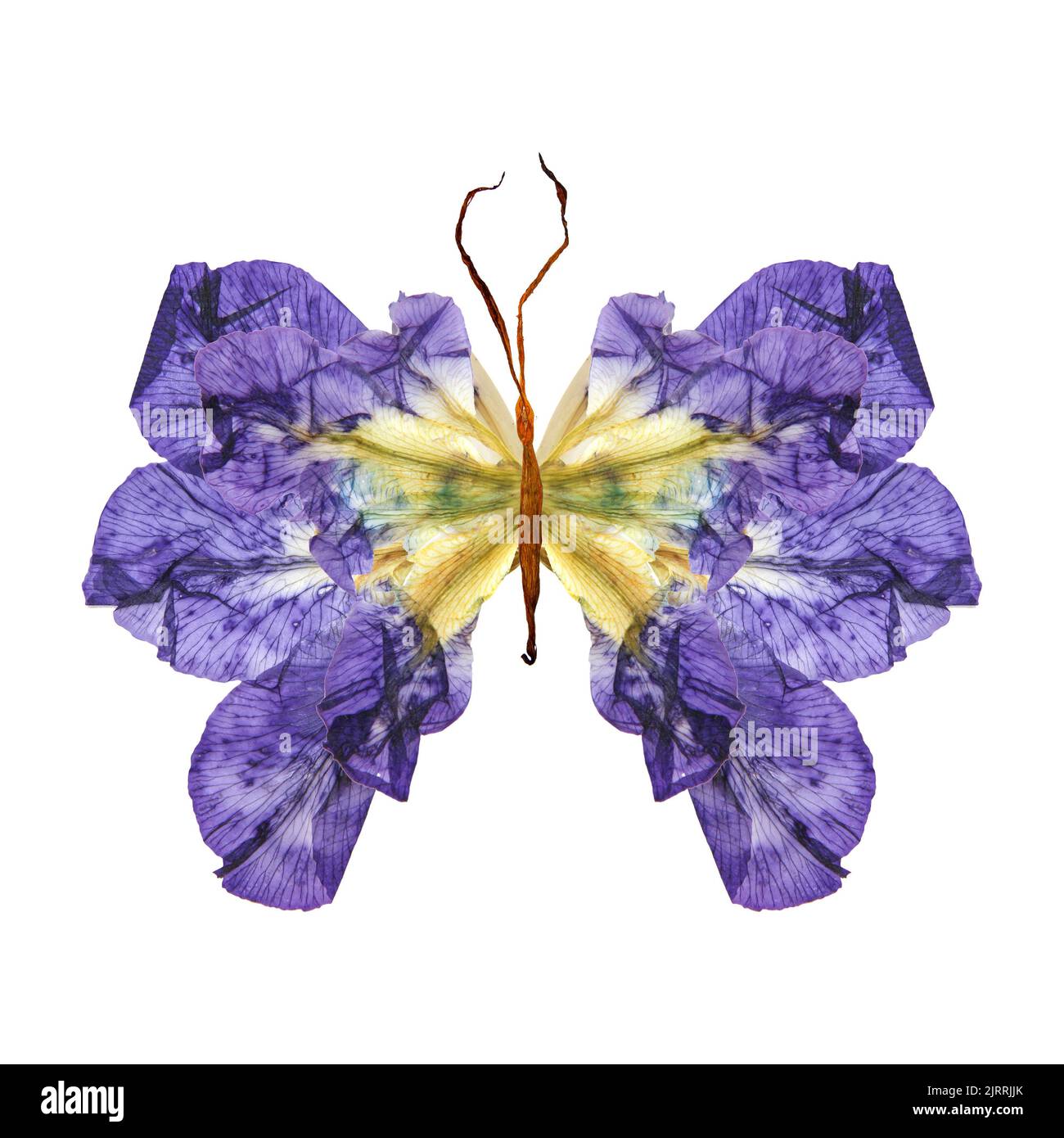 floral butterfly made from bizarre curved extruded dried lily petals ...