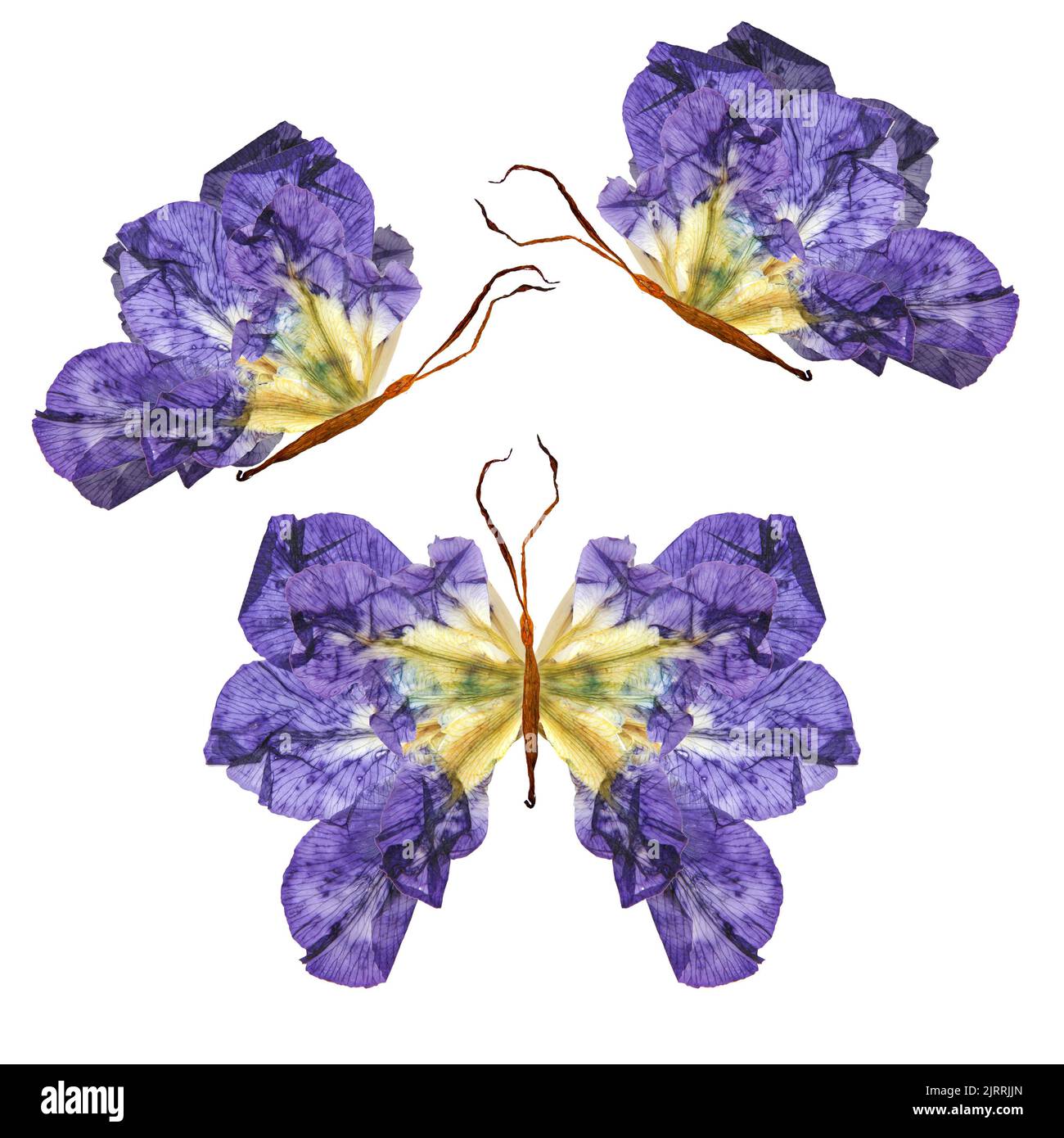 floral butterfly made from bizarre curved extruded dried lily petals ...