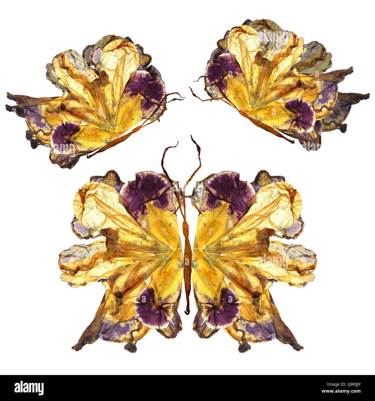 floral butterfly made from bizarre curved extruded dried lily petals ...