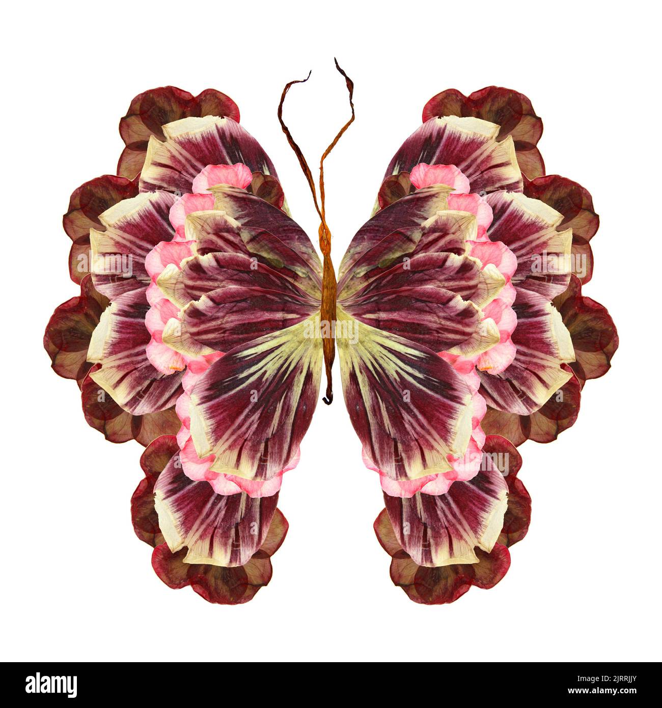 floral butterfly made from bizarre curved extruded dried lily.Dry ...