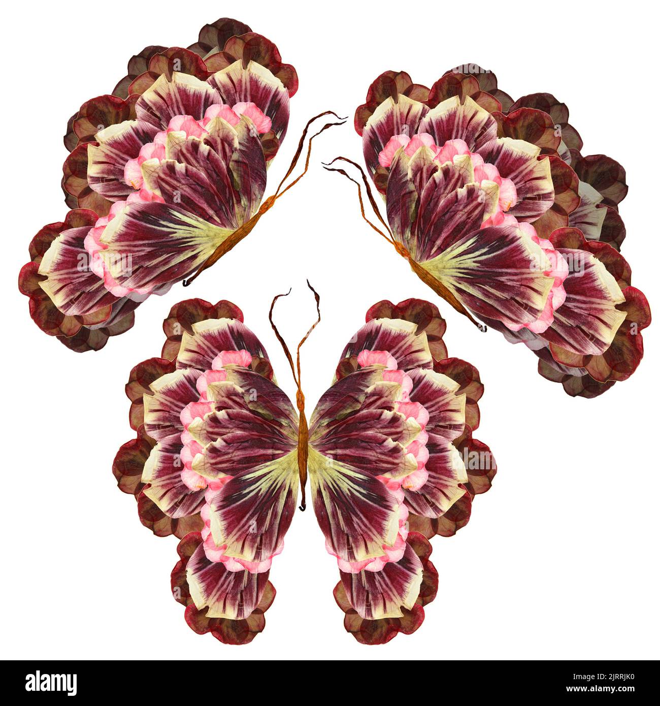 floral butterfly made from bizarre curved extruded dried lily.Dry ...