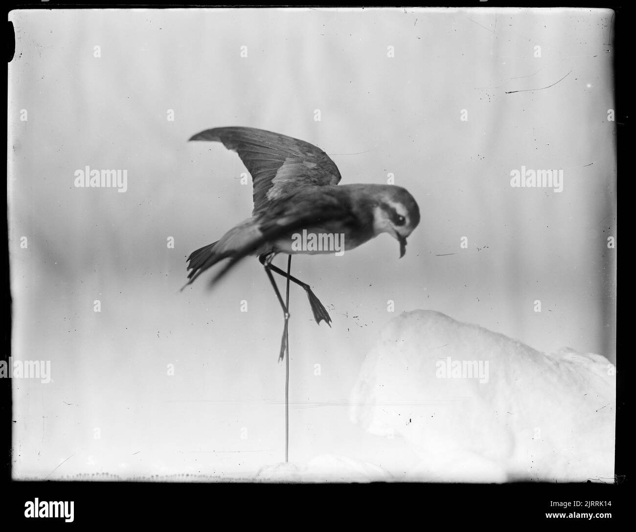 Robert falla hi-res stock photography and images - Alamy