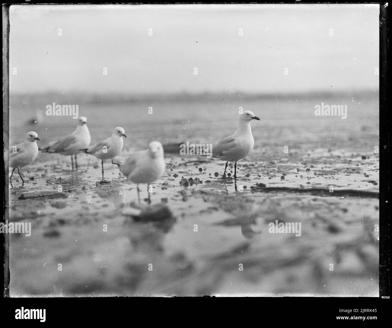 Sir robert black hi-res stock photography and images - Alamy