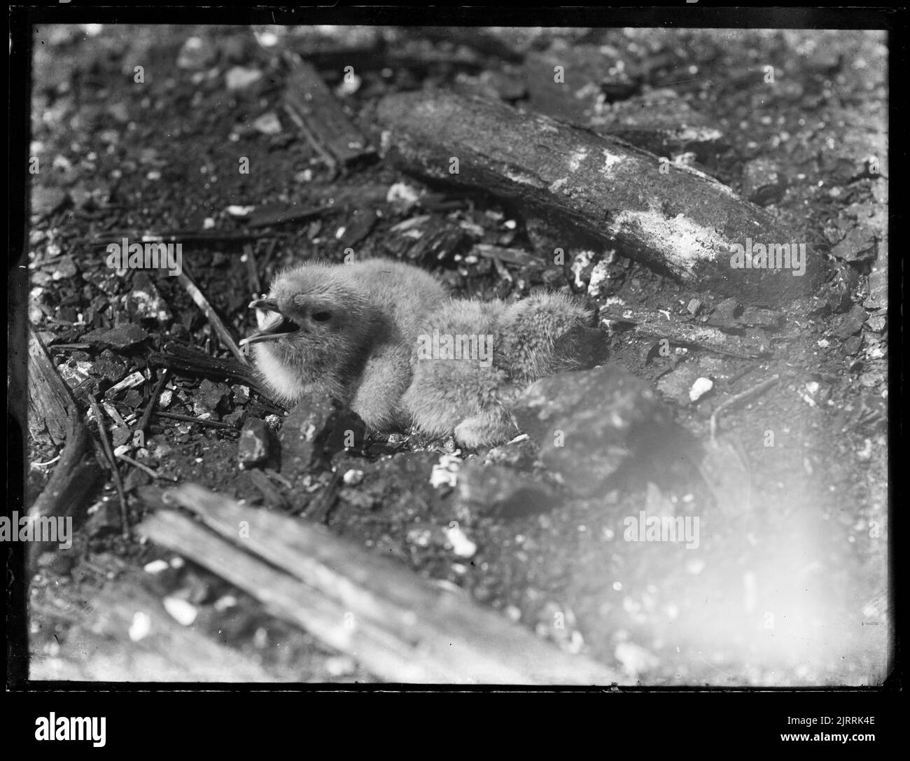 Untitled, New Zealand, by Sir Robert Falla Stock Photo - Alamy