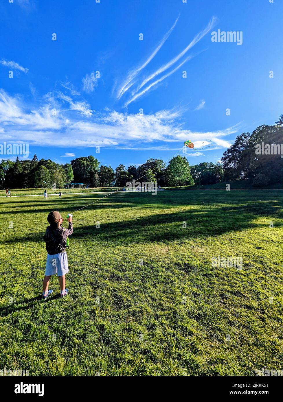 A back view of little boy playing kite in park surrounded by growing ...