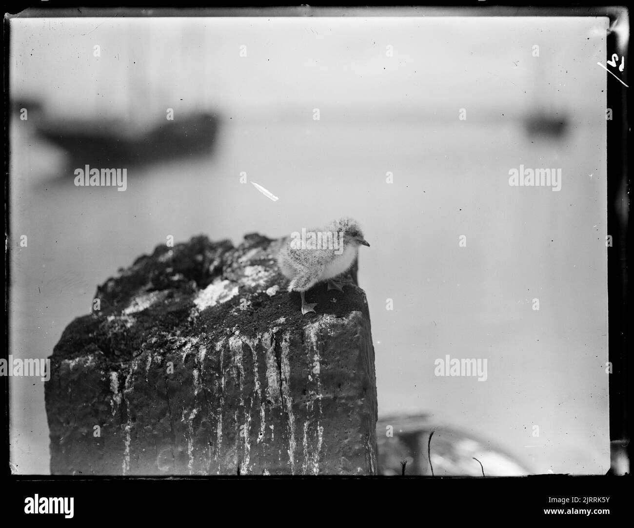 Robert falla hi-res stock photography and images - Alamy