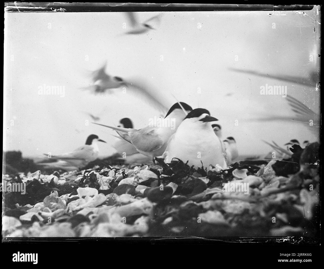 Robert falla hi-res stock photography and images - Alamy