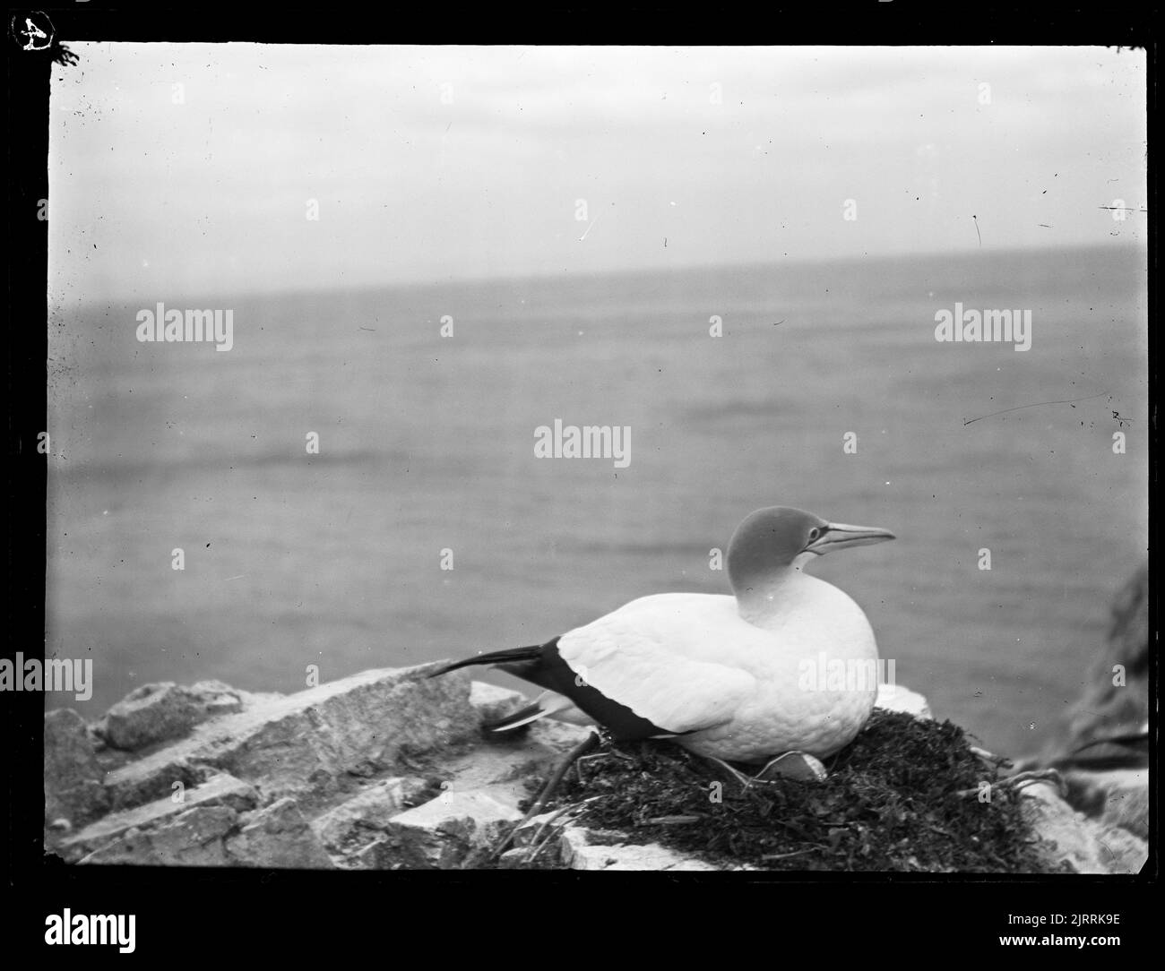 Untitled, New Zealand, by Sir Robert Falla Stock Photo - Alamy