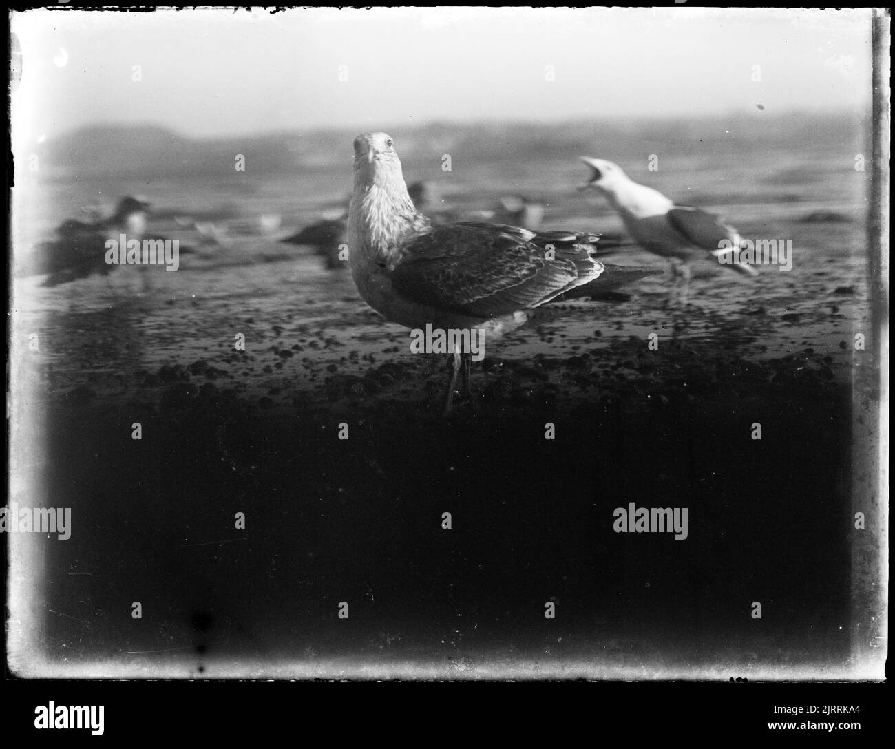 Untitled, New Zealand, by Sir Robert Falla Stock Photo - Alamy