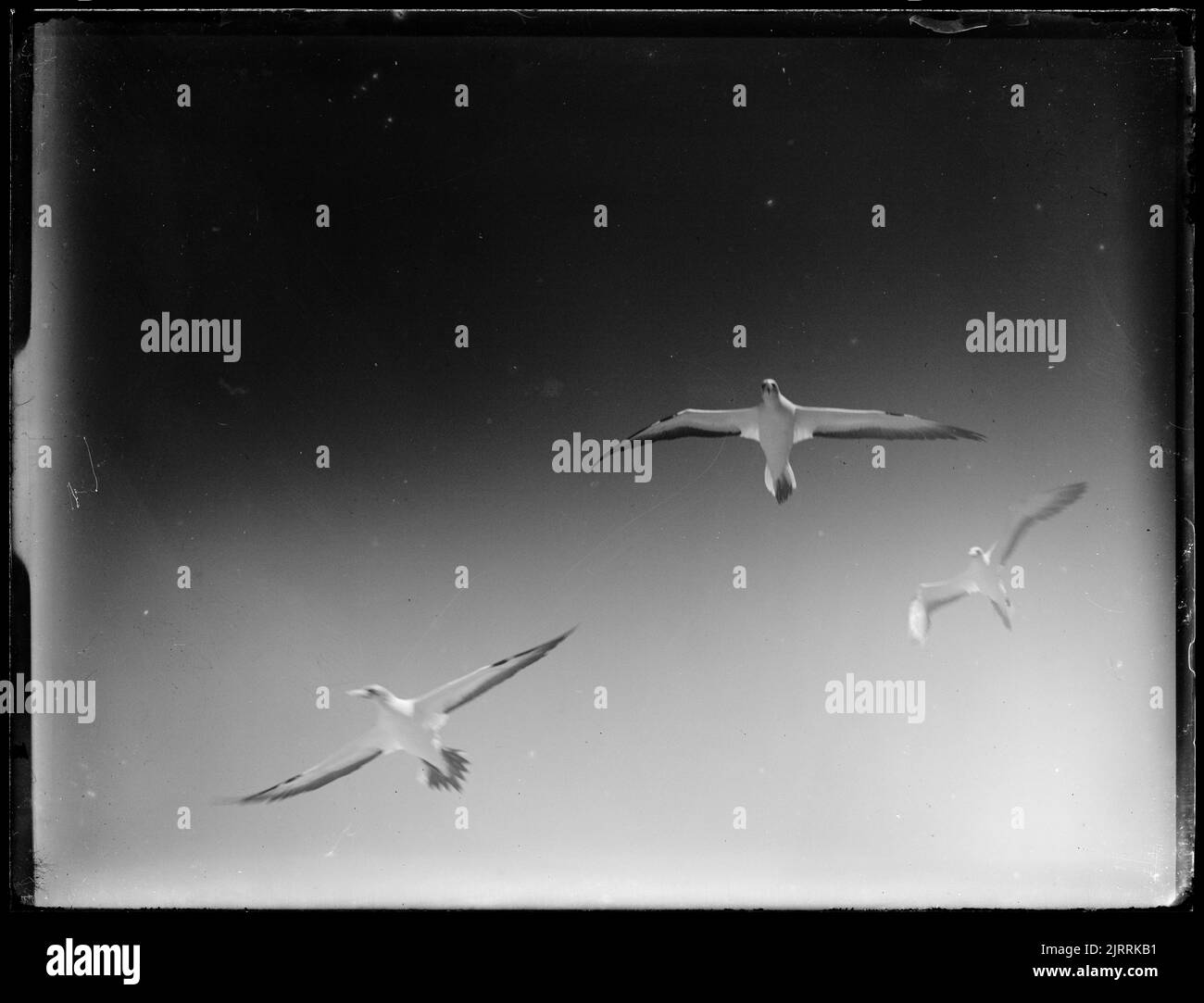 Untitled, New Zealand, by Sir Robert Falla Stock Photo - Alamy