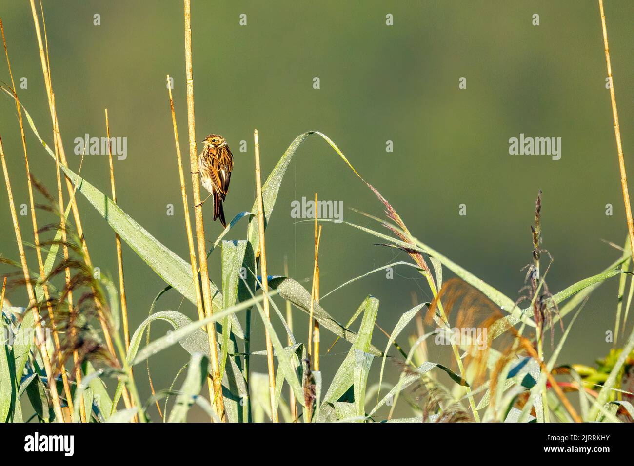 a common reed bunting bird in the reed Stock Photo - Alamy