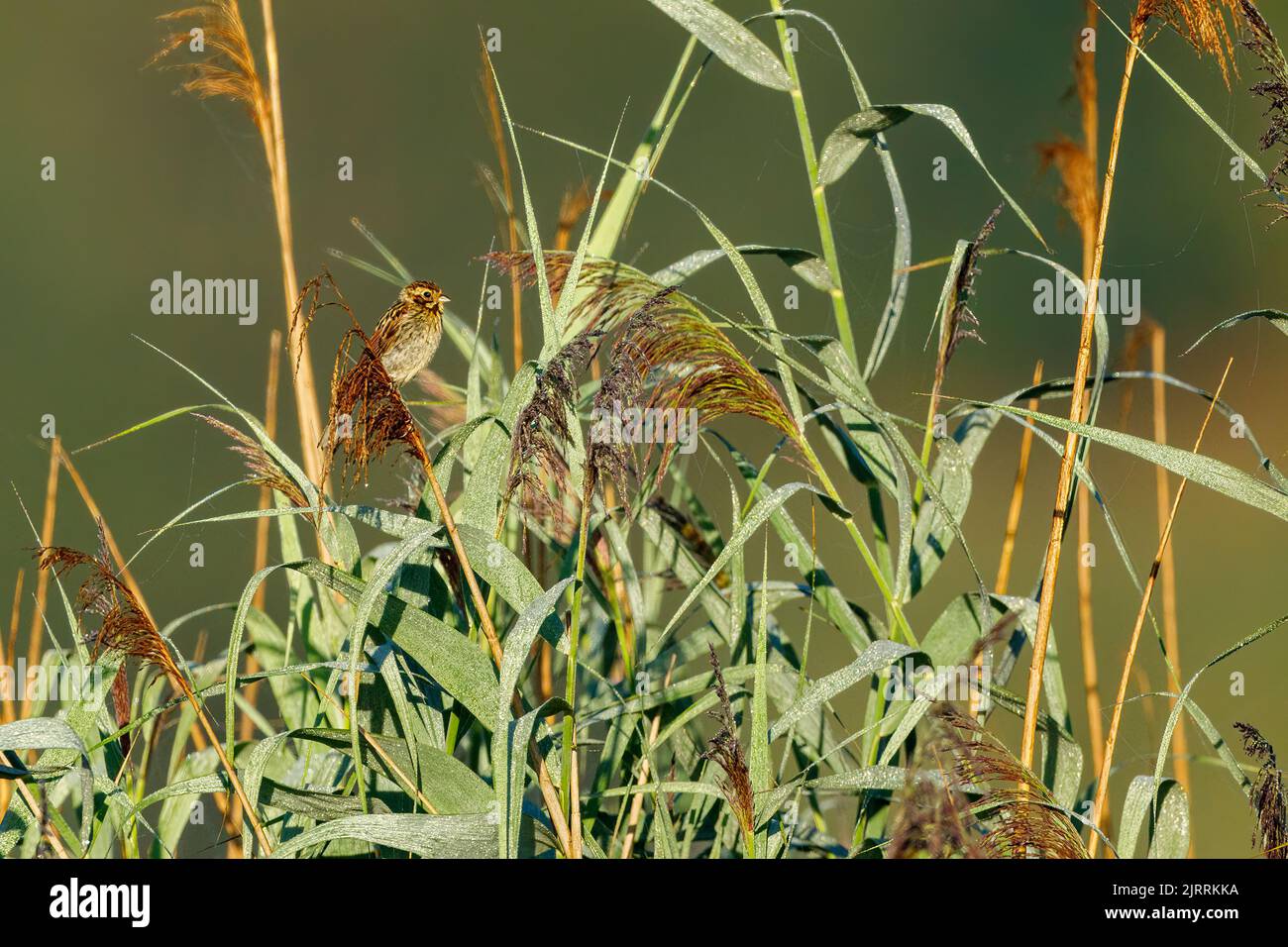 a common reed bunting bird in the reed Stock Photo - Alamy