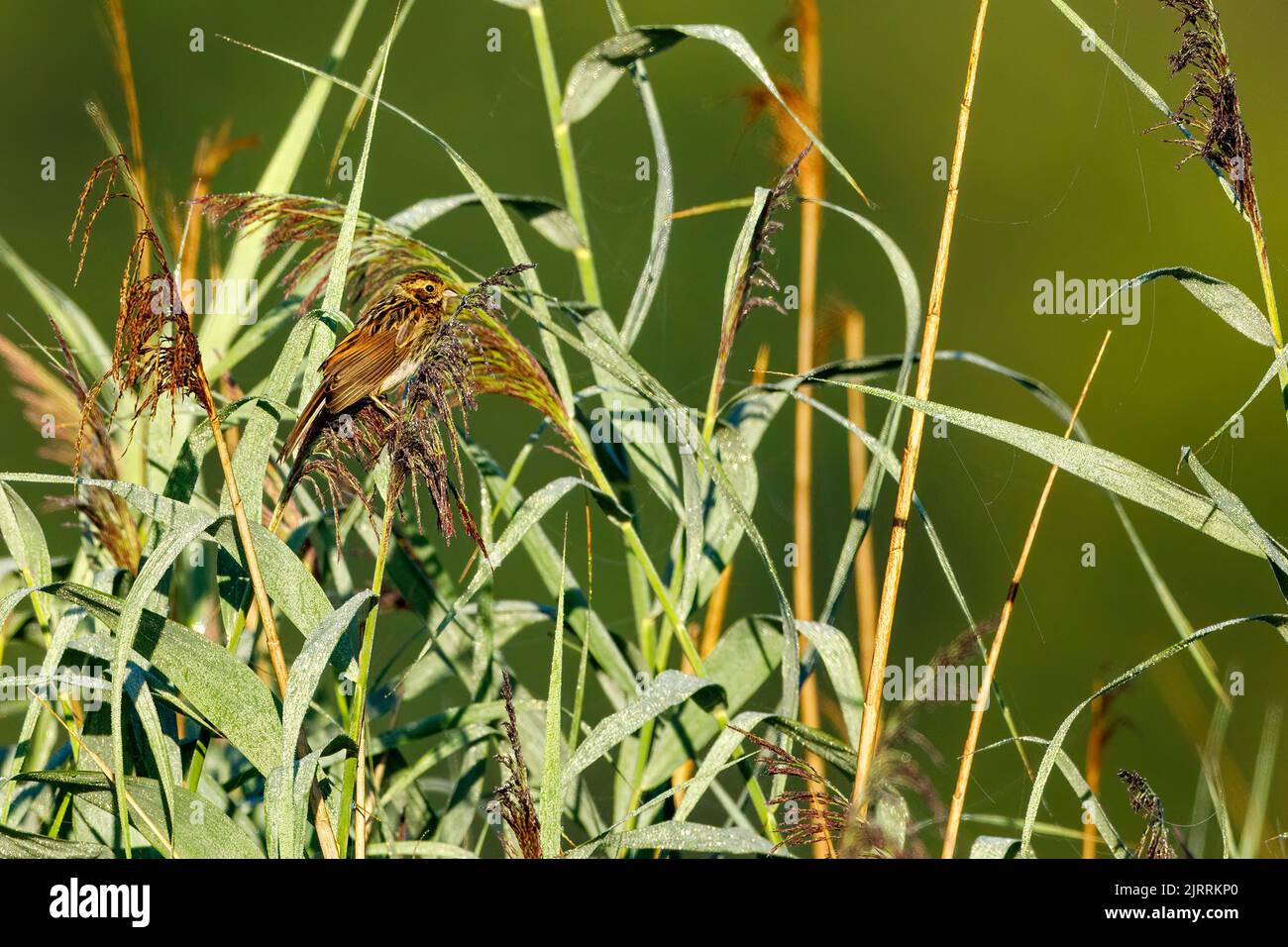 a common reed bunting bird in the reed Stock Photo - Alamy