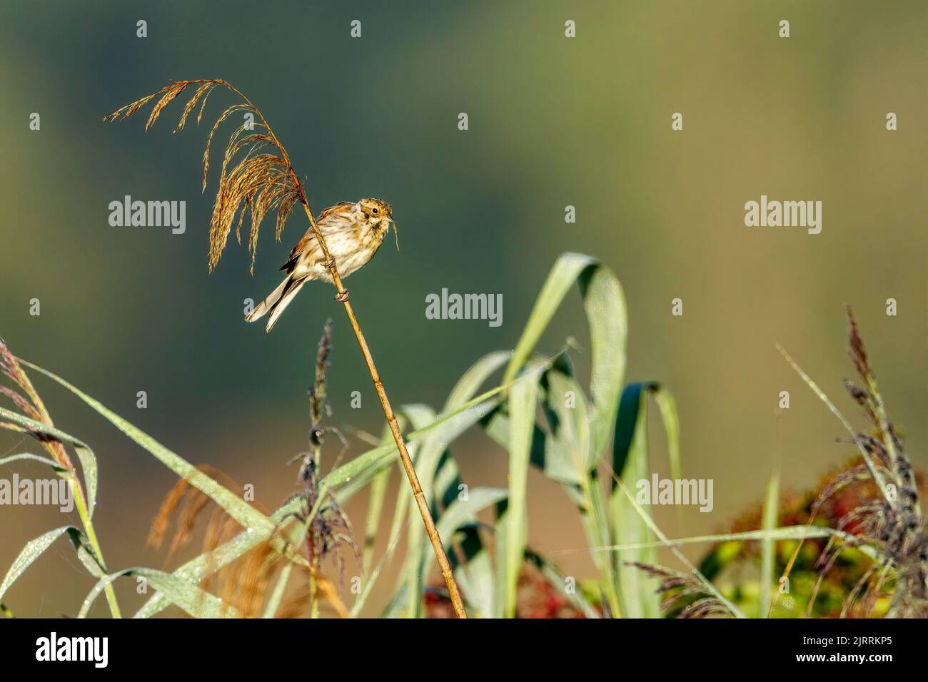 a common reed bunting bird in the reed Stock Photo - Alamy