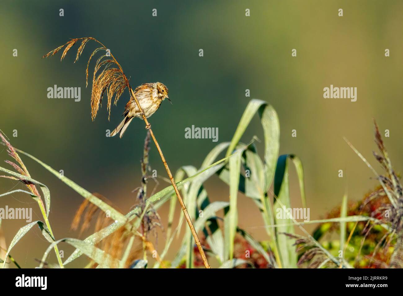 Common wetland bird hi-res stock photography and images - Alamy