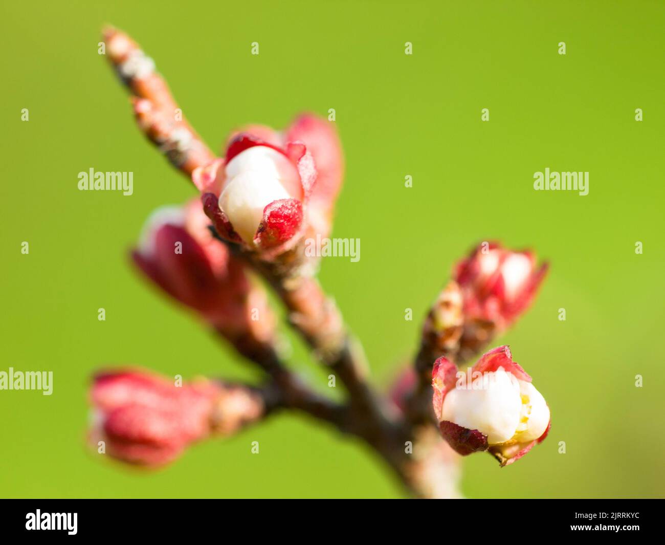 Nature, plant and flowers against a green background during the growth ...