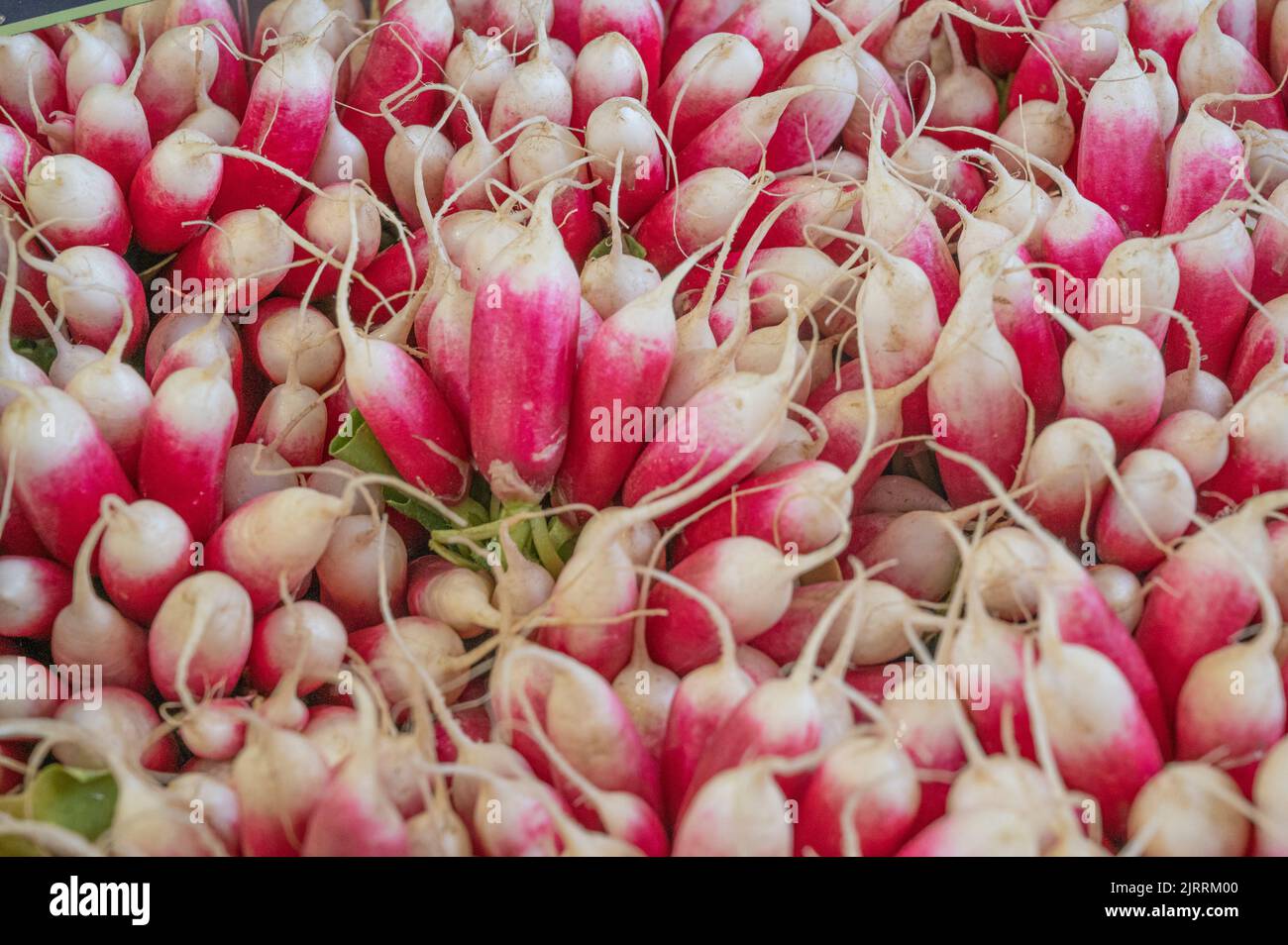 Fresh French radishes, displayed at the market hall of Dijon, France ...