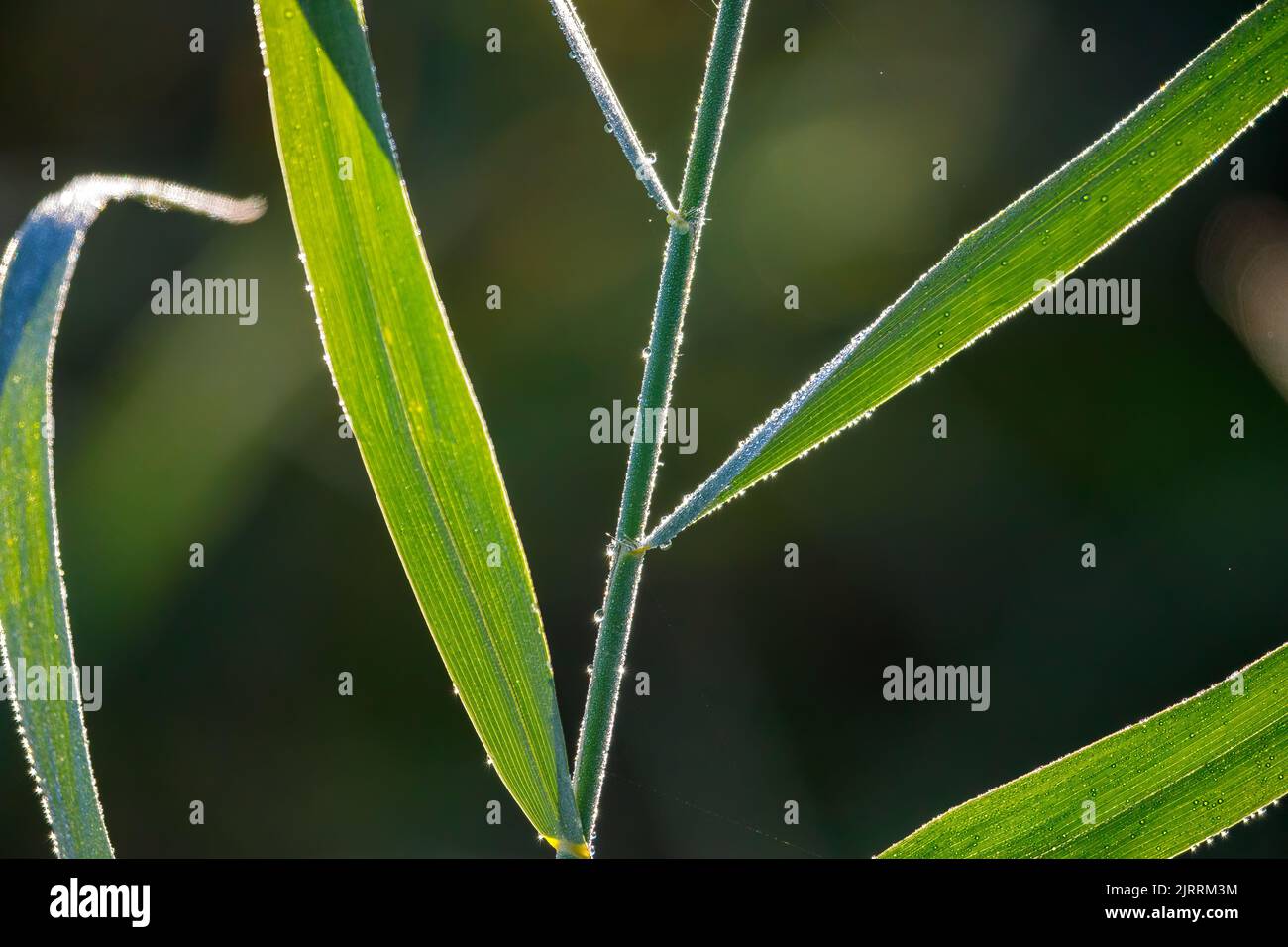 Green reeds plant in the swamps Stock Photo - Alamy