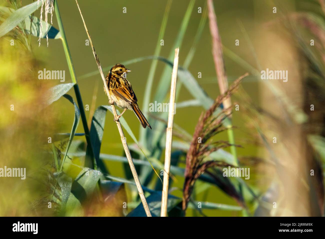 Common wetland bird hi-res stock photography and images - Alamy
