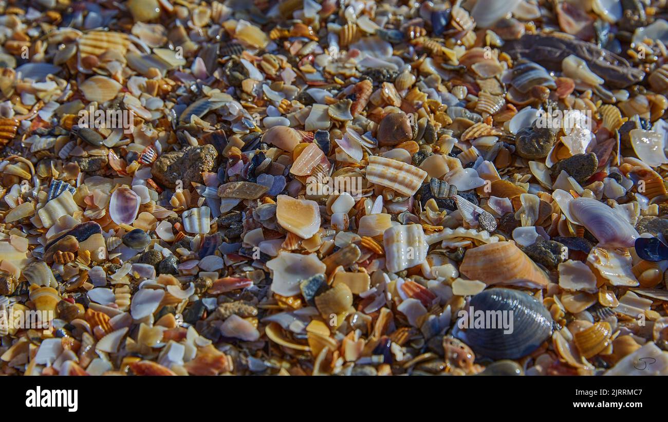 Stones and seashells on the beach hi-res stock photography and images ...