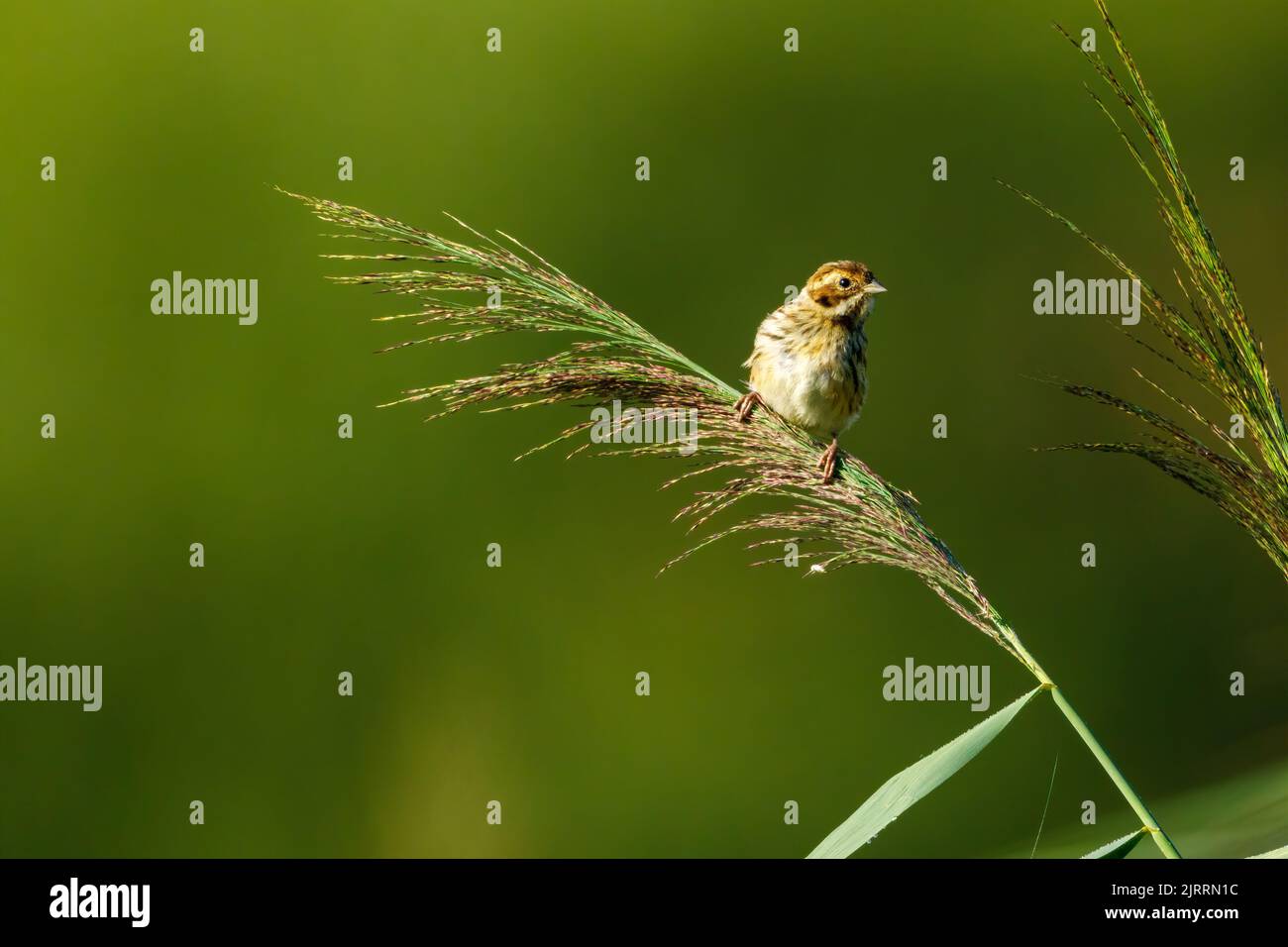 a common reed bunting bird in the reed Stock Photo - Alamy