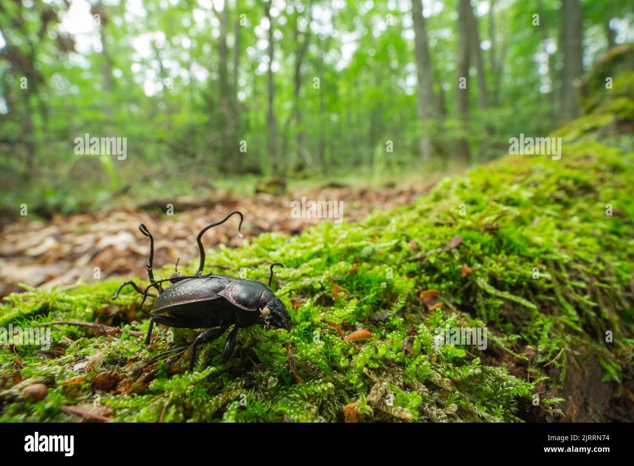 Parasitic ascomycete fungi possessing a bronze carabid beetle Stock ...