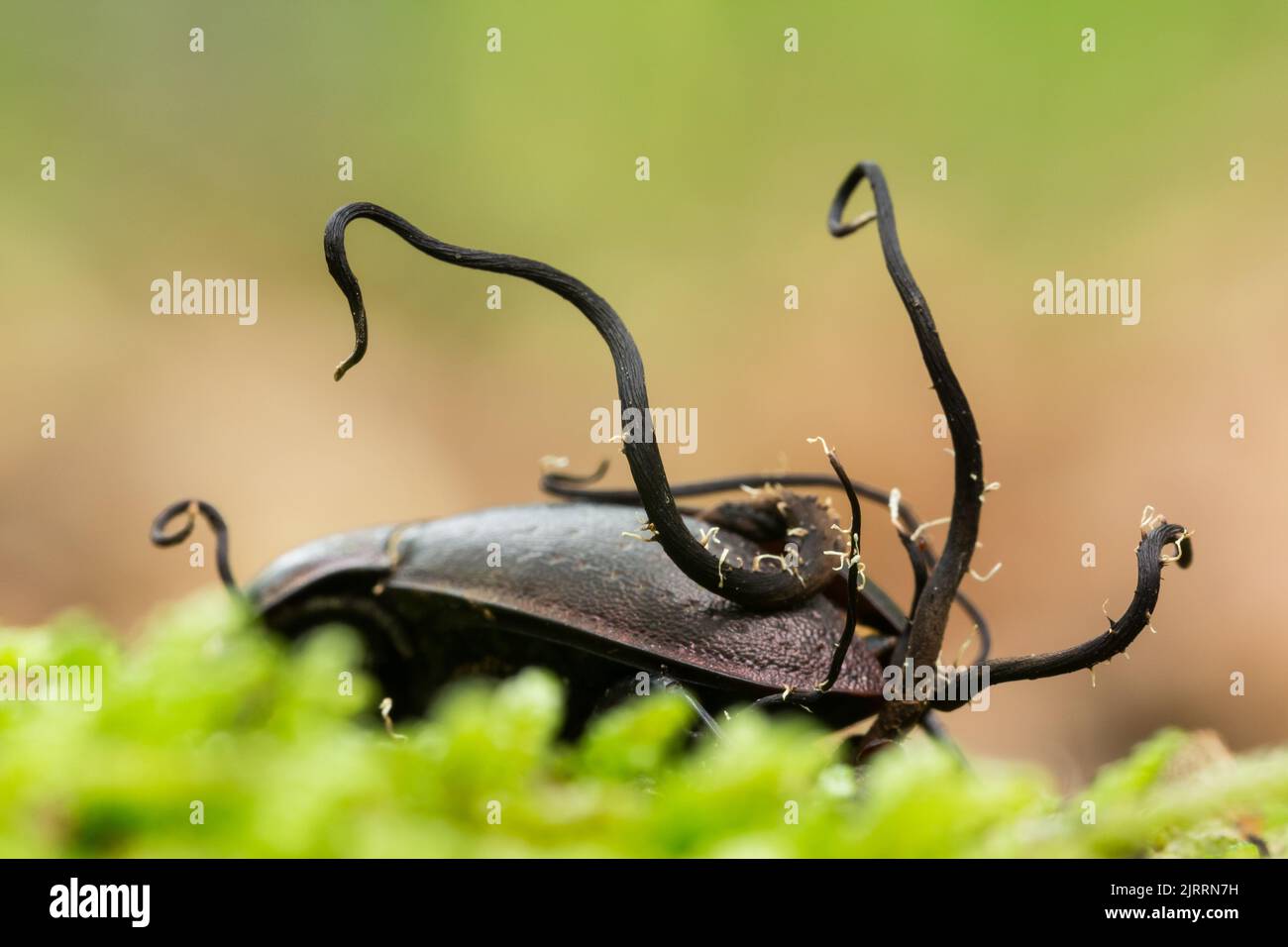 Parasitic ascomycete fungi possessing a bronze carabid beetle Stock ...