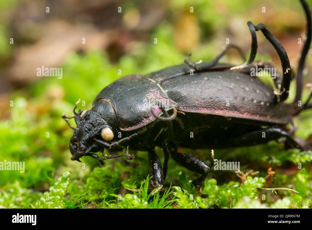 Parasitic ascomycete fungi possessing a bronze carabid beetle Stock ...