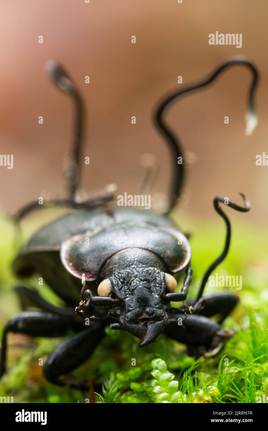 Parasitic ascomycete fungi possessing a bronze carabid beetle Stock ...
