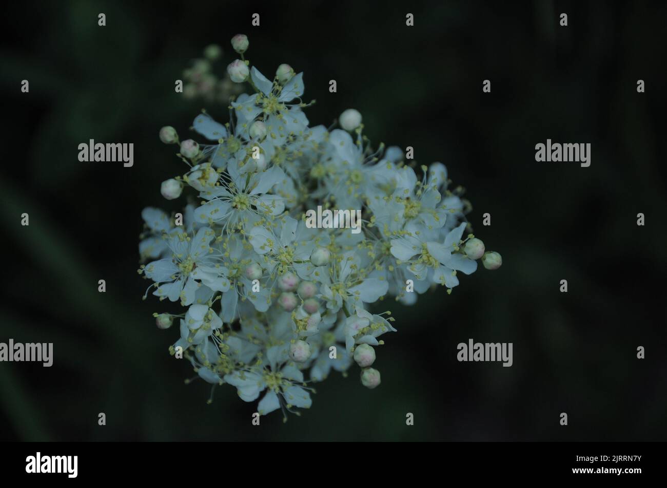 Filipendula vulgaris flower hi-res stock photography and images - Alamy