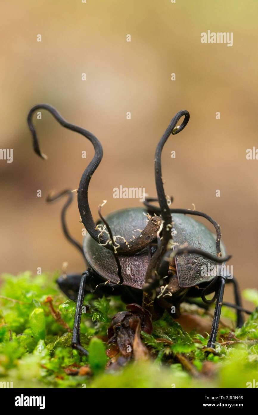 Parasitic ascomycete fungi possessing a bronze carabid beetle Stock ...