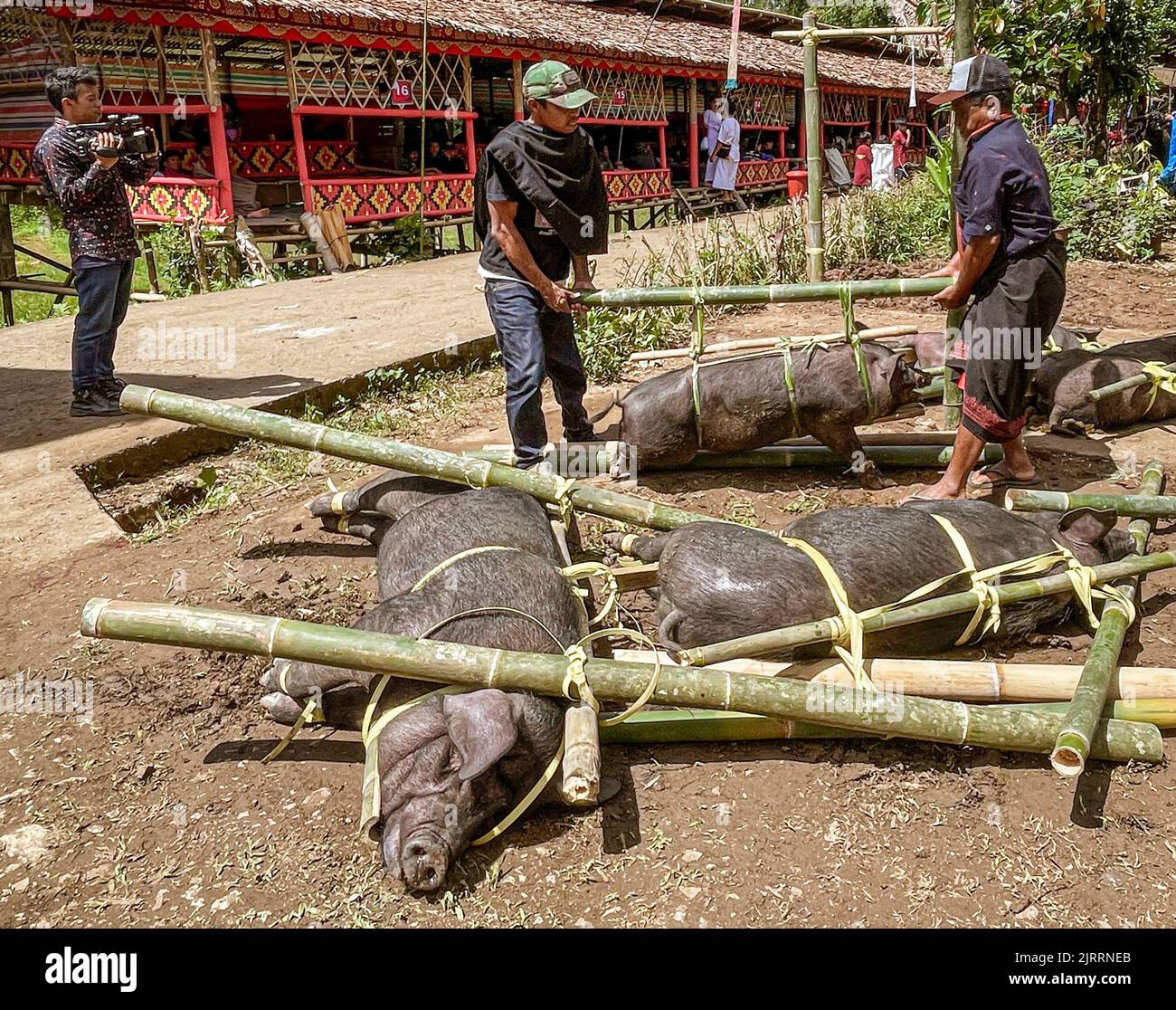 Indonesia, June 13 2022 - Pigs are trussed up waiting to be sacraficed ...