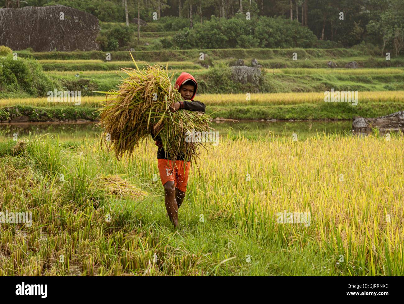 Indonesia, June 13 2022 - Rice worker harvests ripe rice for the ...