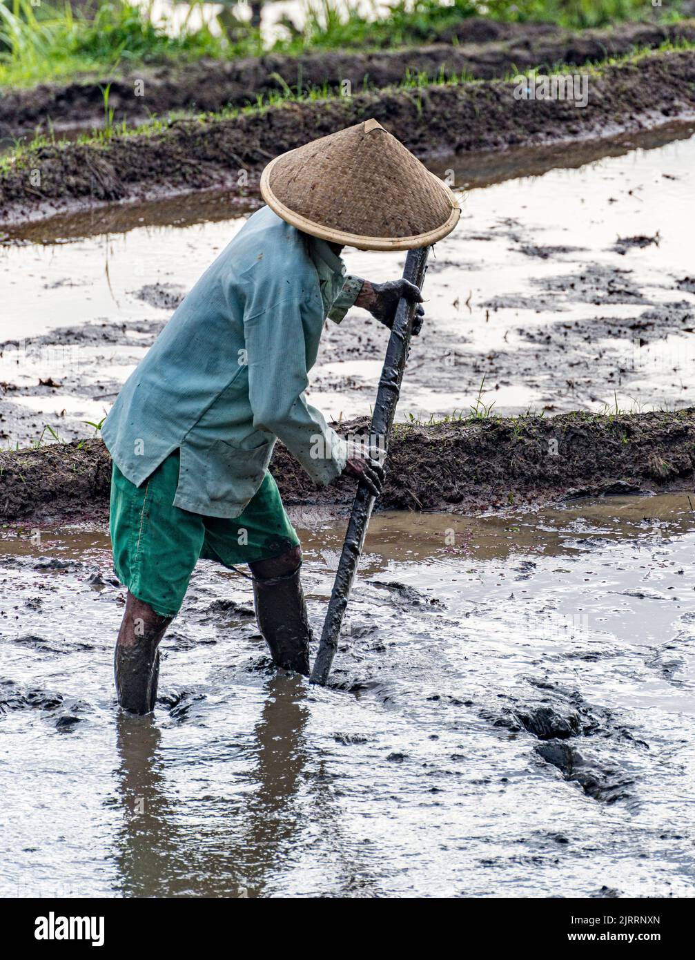 Indonesia, June 13 2022 - Rice farmer bteaks up clumps of mud in a ...