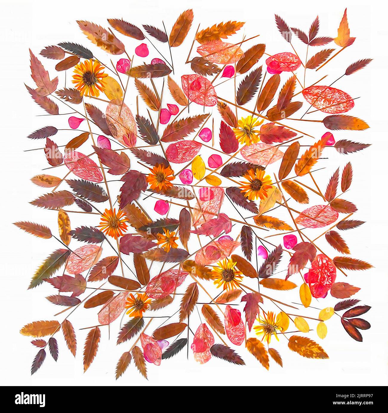 oil drawing bouquet painting dried flowers, pressed leaves of plants ...
