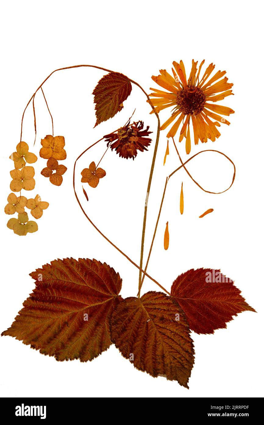drawing of dried fall leaves of plants and branches isolated elements ...