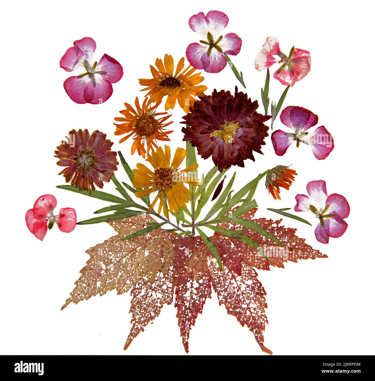 drawing of dried fall leaves of plants and branches isolated elements ...