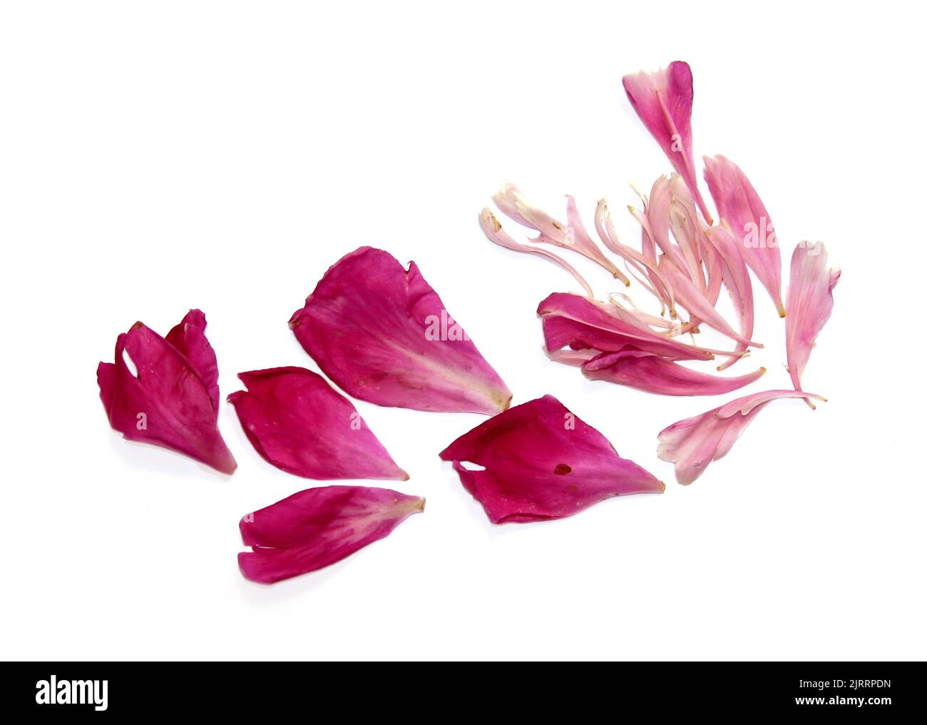 Pink pion petal background Cut Out Stock Images & Pictures - Alamy