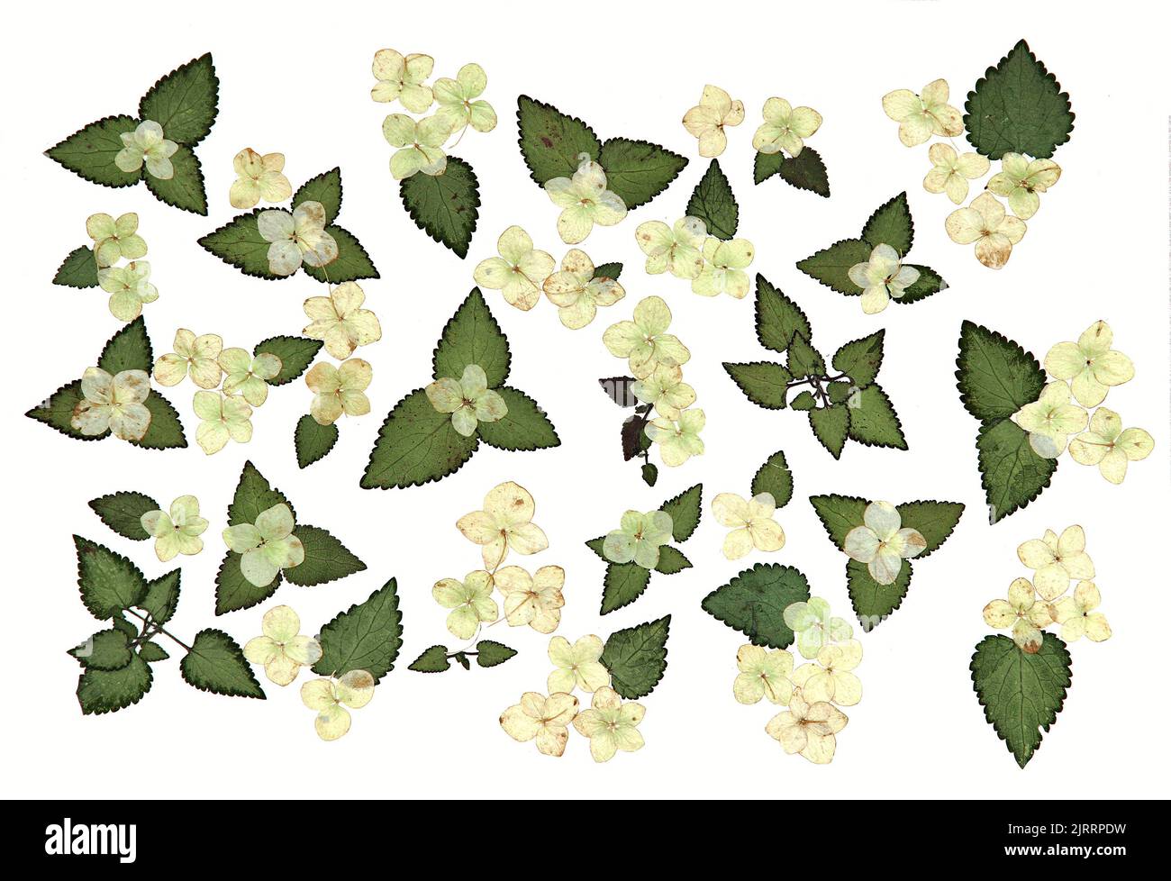 drawing bouquet of dried, pressed leaves of plants collected and pasted ...