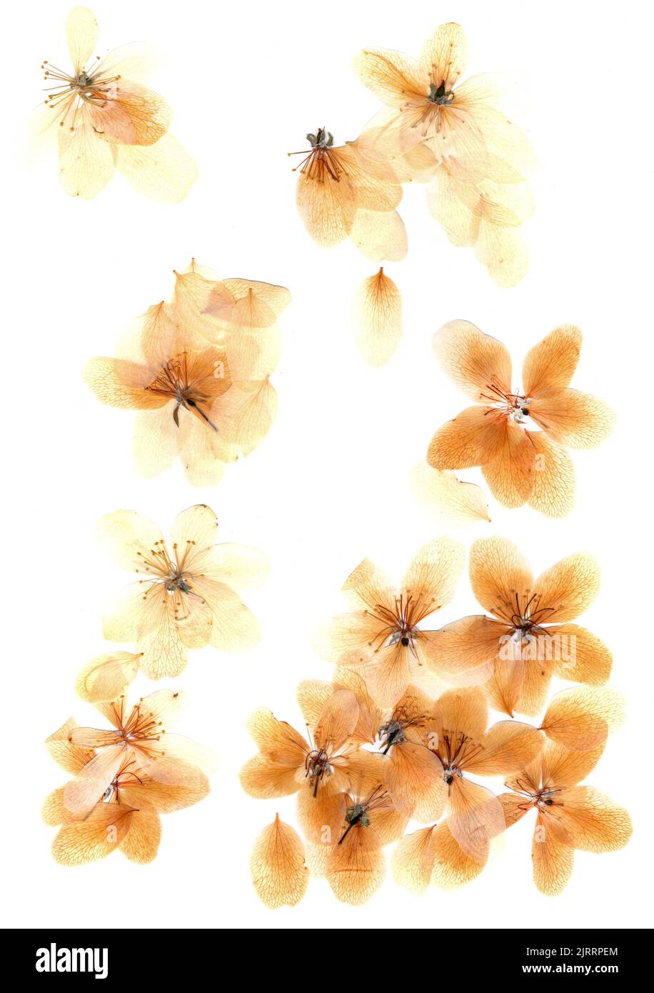 Transparent dried pressed flowers and petals pale orange color of ...