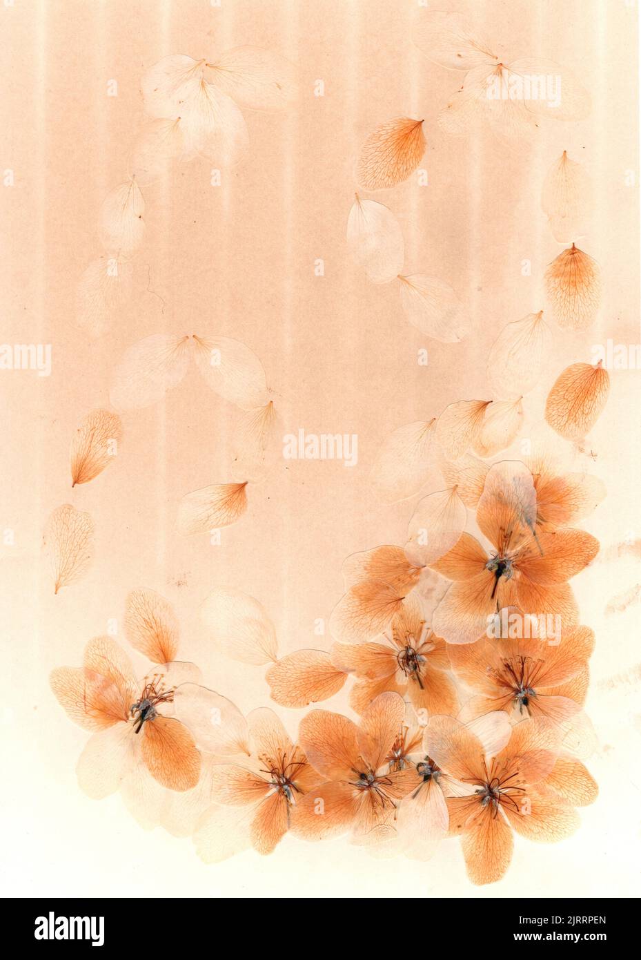 Transparent dried pressed flowers and petals pale orange color of ...