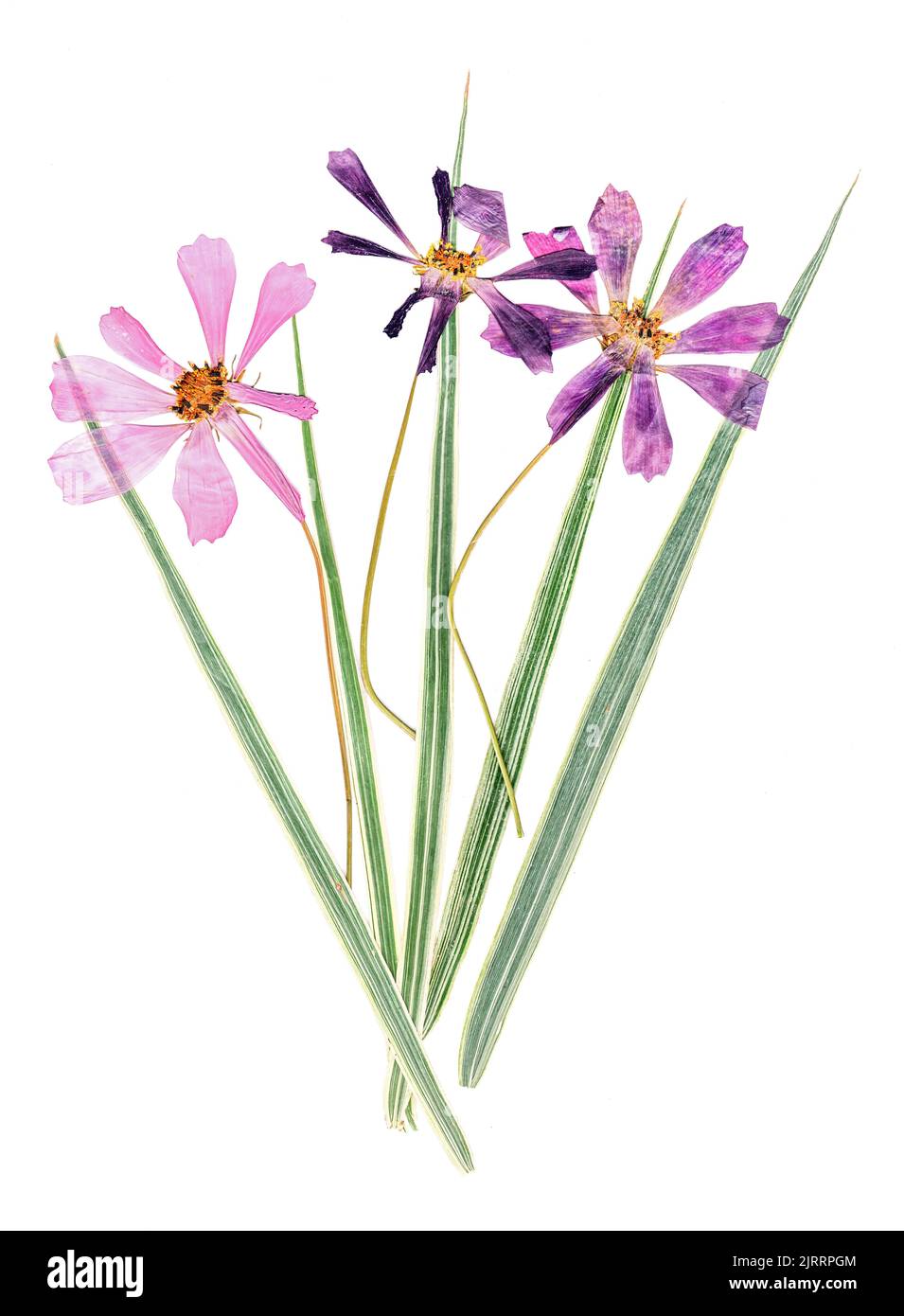 application, a bouquet of dried pink flowers Akroklinum Stock Photo - Alamy