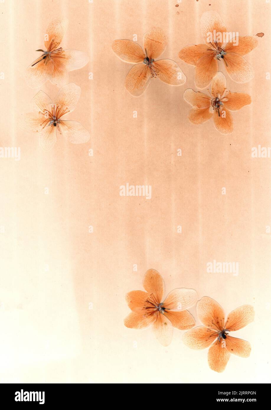 Transparent dried pressed flowers and petals pale orange color of ...