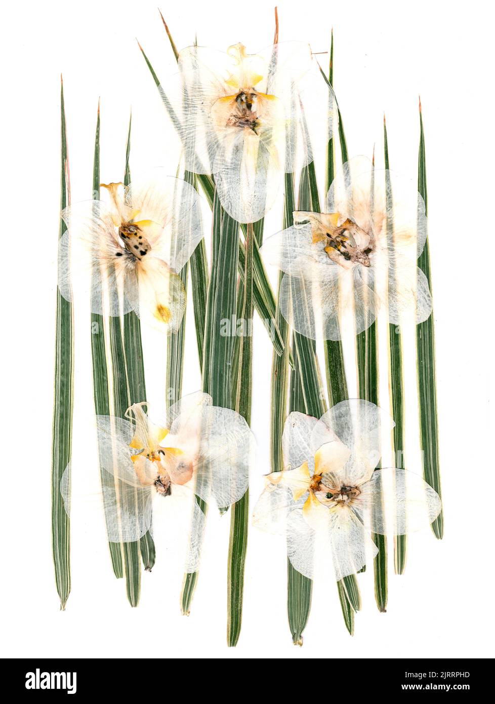 White dry orchid flowers on multicolor pressed decorative green grass ...