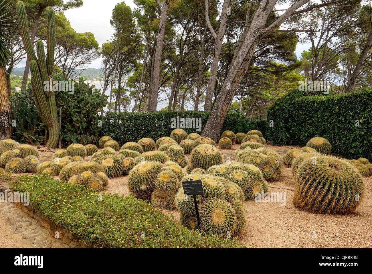 Spain, Catalonia, Calella de Palafrugell: the Cap Roig Botanical Garden ...
