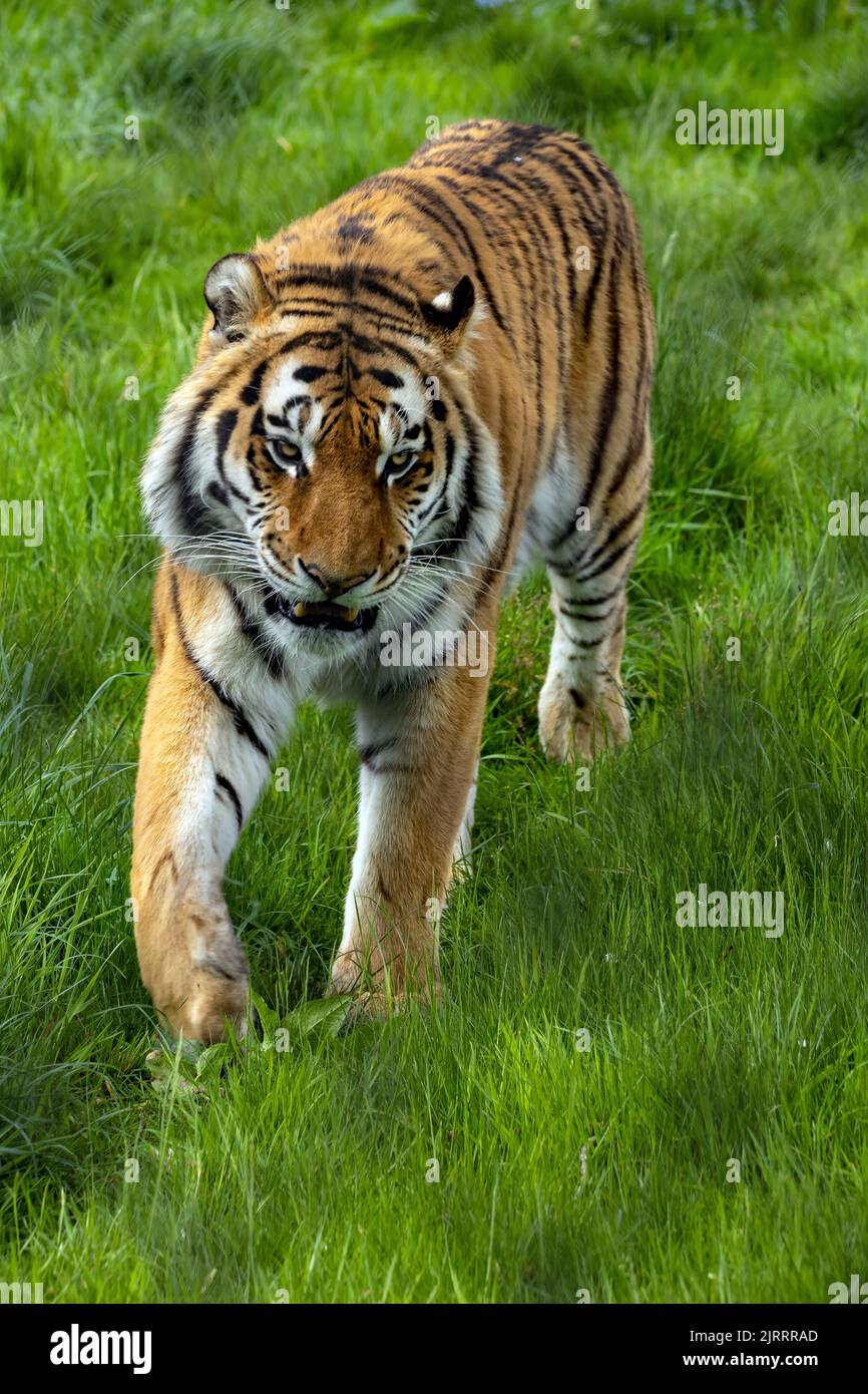 Amur tiger walking through hi-res stock photography and images - Alamy