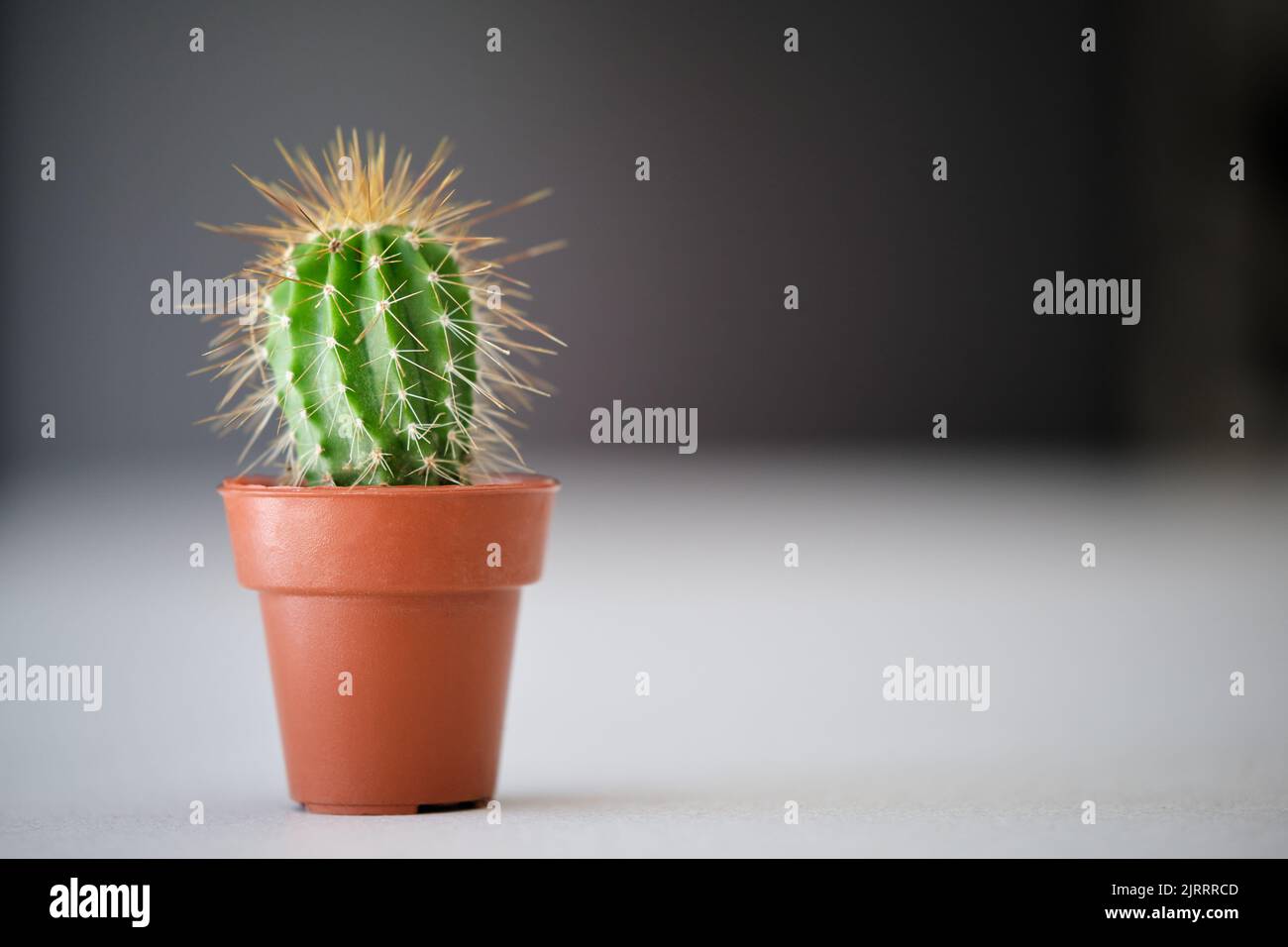 Mini cactus plant with copy space Stock Photo - Alamy