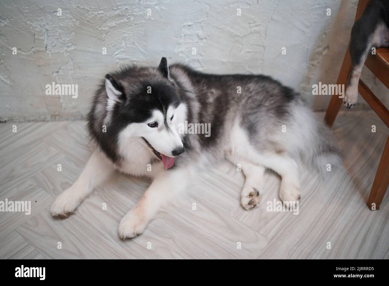 Funny, naughty dog puppy barking Stock Photo - Alamy