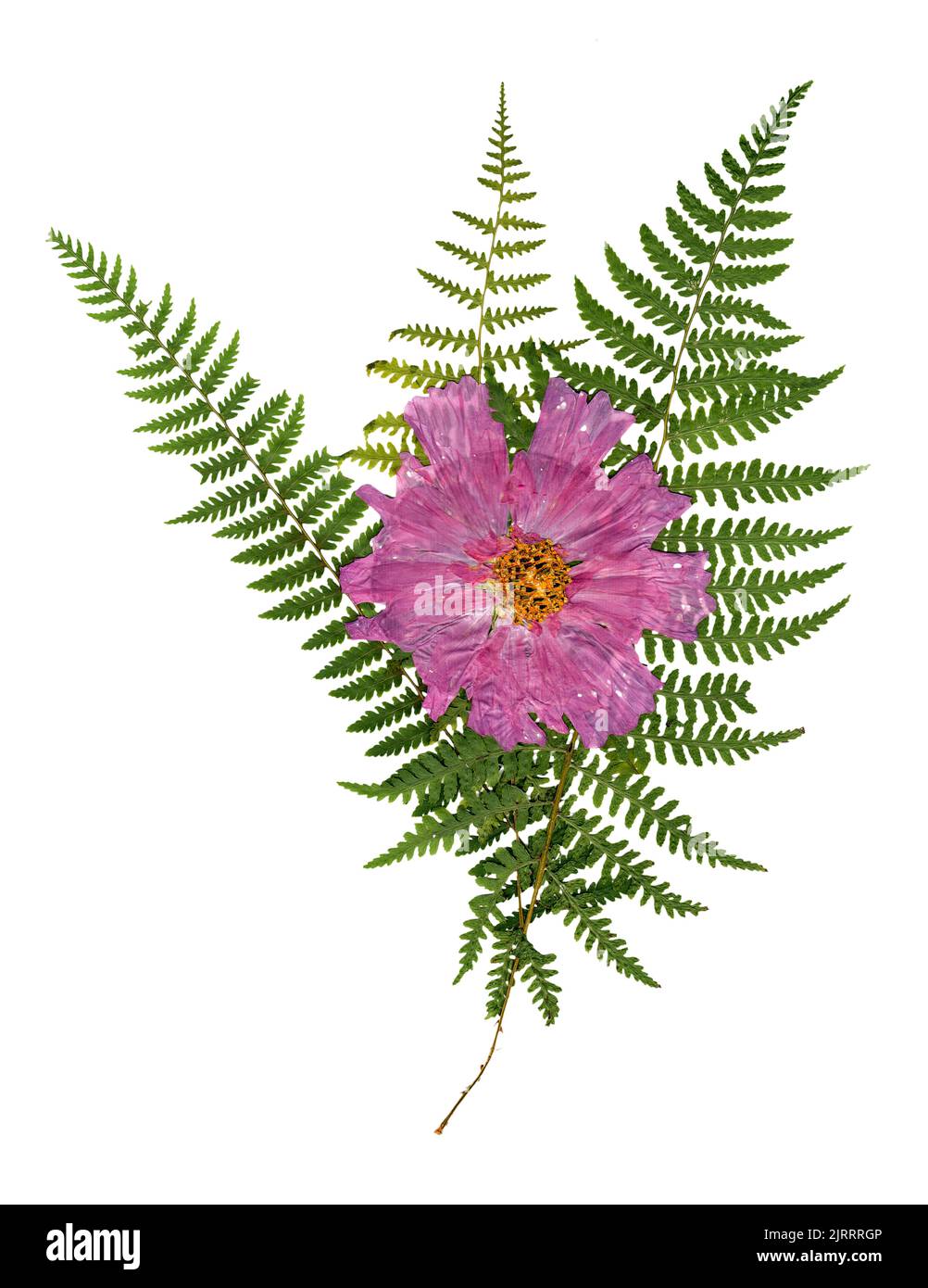 dry green pressed leaf of fern and terry pink mallow isolated Stock ...